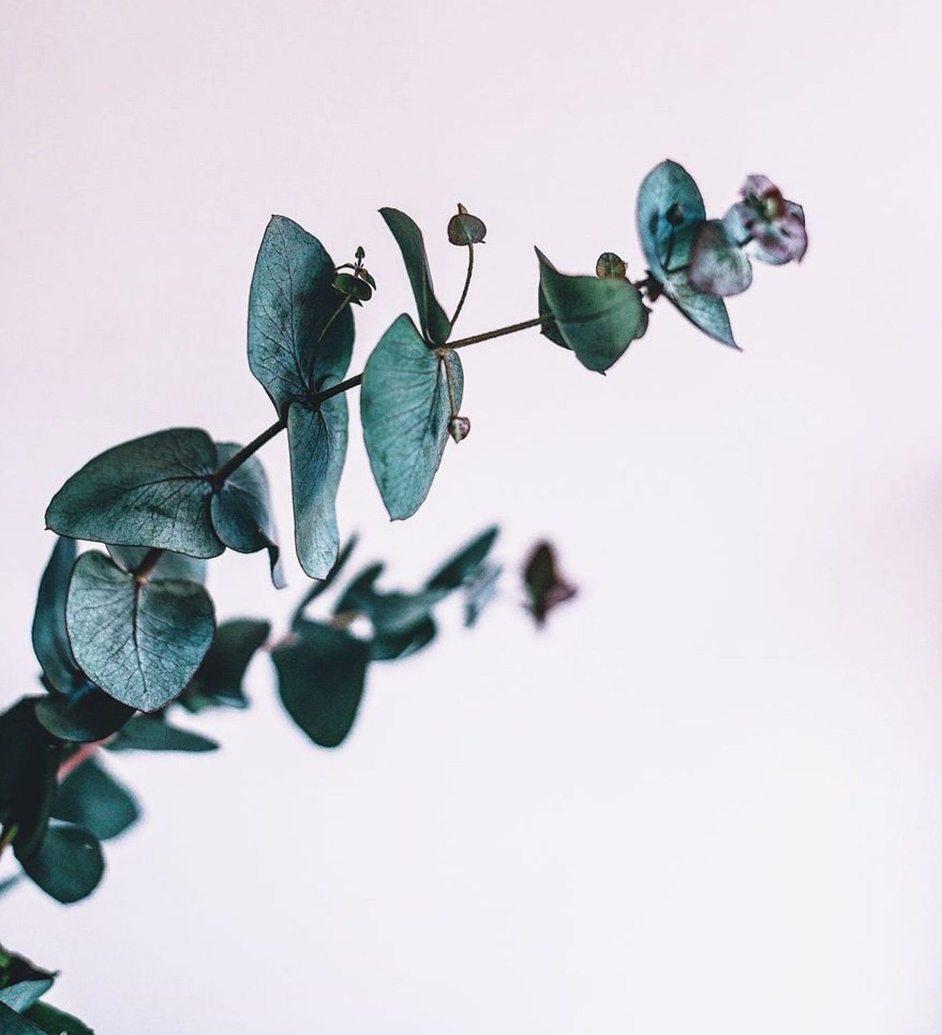 Benefits of green plant - Teknik Hocam Blog